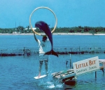 Our History - Dolphin Research Center