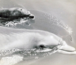 Our History - Dolphin Research Center