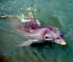 Our History - Dolphin Research Center