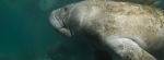 Manatee Factsheet - Dolphin Research Center