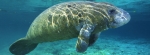 Manatee Factsheet - Dolphin Research Center