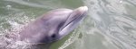 Dolphin Physiology - Dolphin Research Center