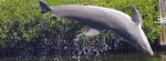 Training At Dolphin Research Center - Dolphin Research Center