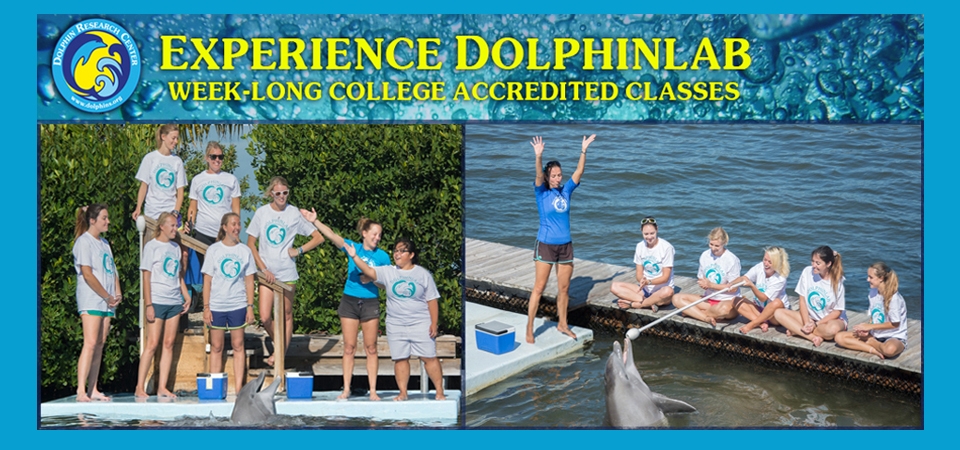 Dolphin Research Center - Dolphin Research Center