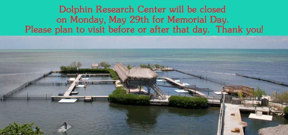Dolphin Research Center - Dolphin Research Center