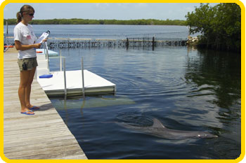 Areas Of Study - Dolphin Research Center