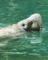 Kids Manatee Facts - Dolphin Research Center