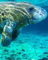 Kids Manatee Facts - Dolphin Research Center
